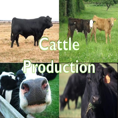 BEEF CATTLE PRODUCTION | PDF