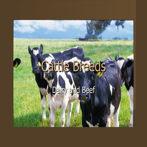 Cattle breeds | PPT