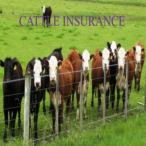 Cattle insurance | PPTX