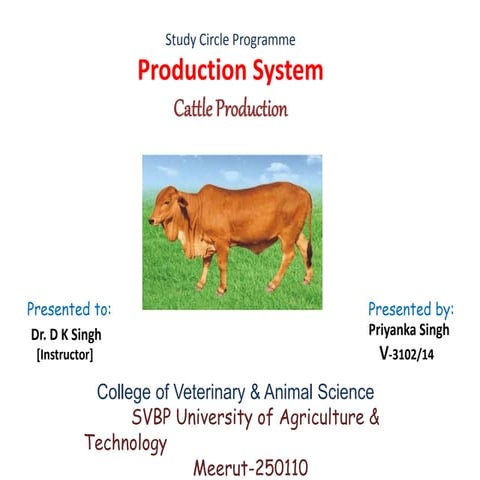 Cattle production | PPTX