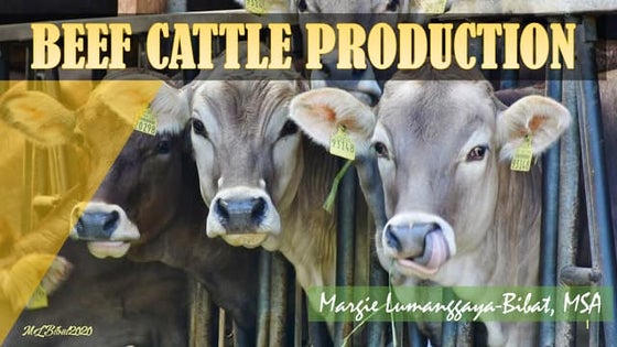 Breeding management - Swine | PPT