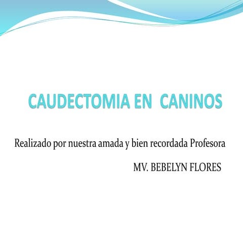 Caudectomia en caninos | PPTX