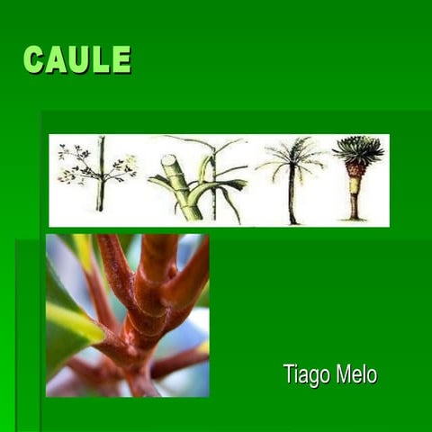Caule | PPT