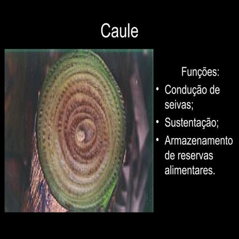Caule | PPT