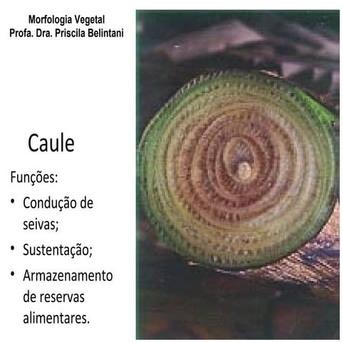 Morfologia interna do caule, Notas de aula Morfologia das Plantas ...