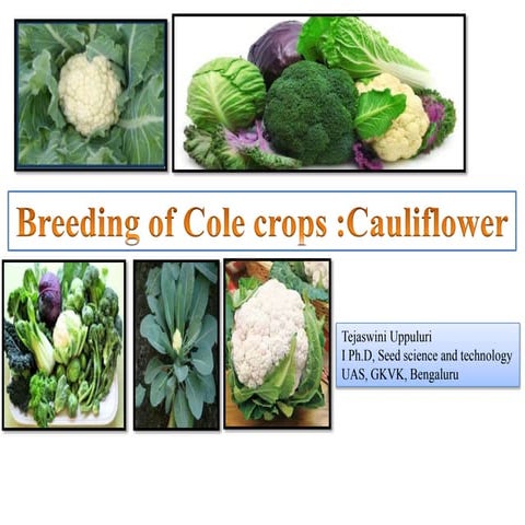 Cauliflower | PPTX