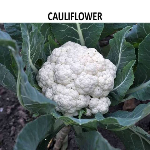 CAULIFLOWER.pptx