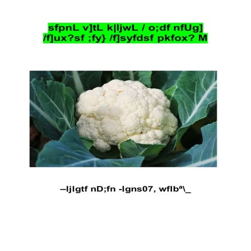 Cauliflower cultivation (kauli) | DOCX