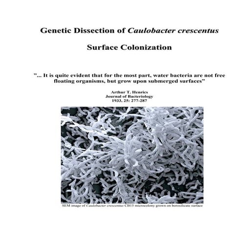 Caulobacter crescentus Surface Adherence As A Developmental Process A ...