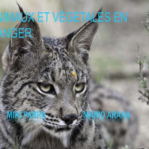 Causes de la disparition des espèces animales et vegetales | PPTX