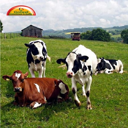 Causes & Treatment of Diarrhoea in Cattle | PDF | Digestive Disorders ...