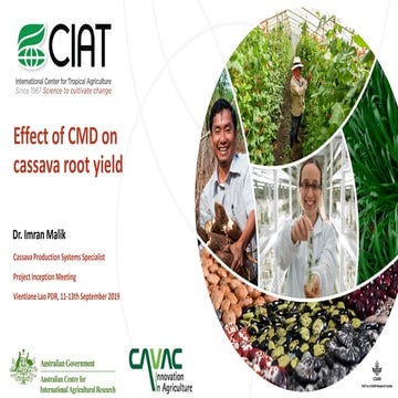 Effect of CMD on cassava root yield | PPT