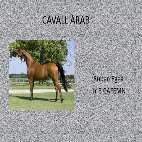 Cavall àrab | PPT