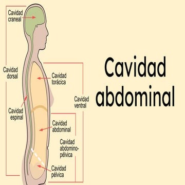 Anatomía del abdomen: Funciones y estructura | PDF