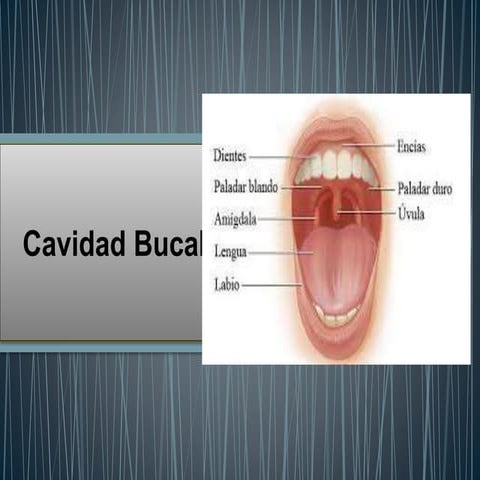 TEMA 3 anatomia de la cavidad oral.pptx