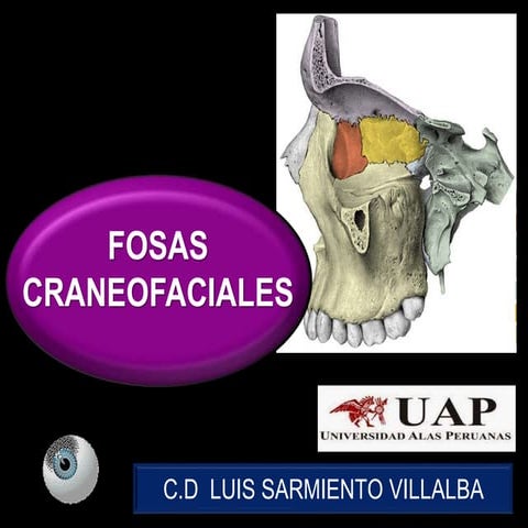 ANATOMIA - Region Cigomatica | PDF