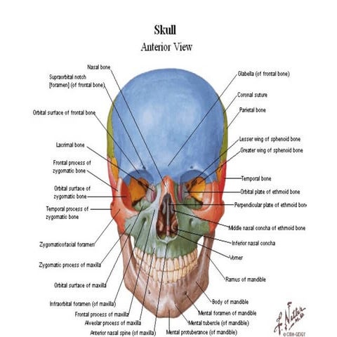 ANATOMIA - Region Cigomatica | PDF