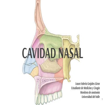 Anatomía de la cavidad nasal y senos paranasales | PDF