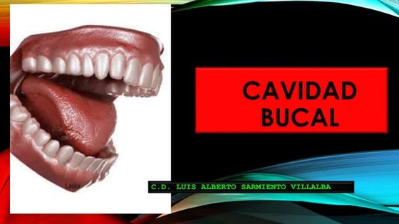 ANATOMIA DE LA CAVIDAD ORAL | PDF