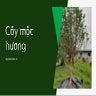 cây mộc hương giống | PPT