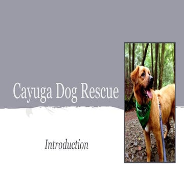 Cayuga Dog Rescue | PPT