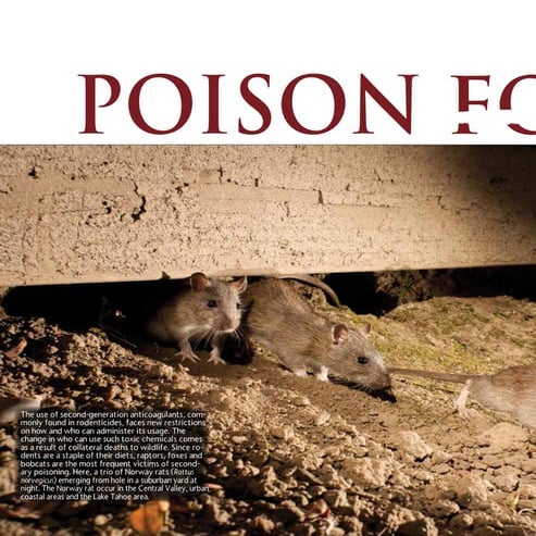 Poison-Food-Chain_OC-MJ2014 | PDF
