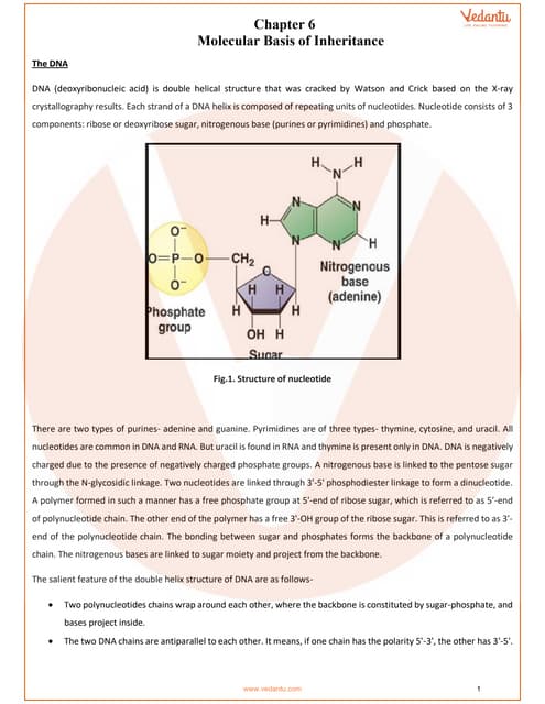 Molecular basis of inheritance | PPTX
