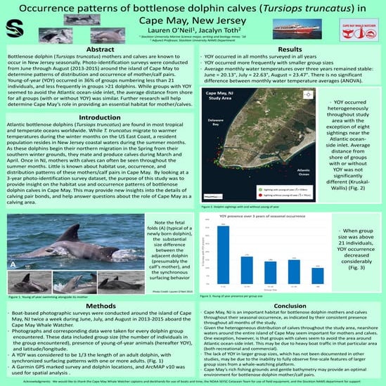 dolphin research poster | PDF