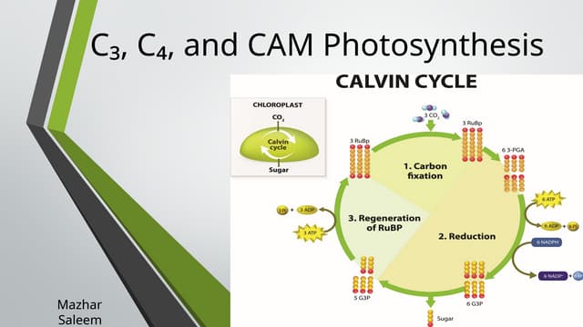 Cam pathway | PPTX | Chemistry | Science