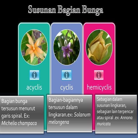 Morfologi tumbuhan pepaya | PDF