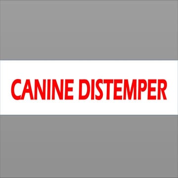 CANINE DISTMPER | PPTX