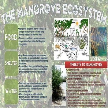 Mangrove Forest Food Web