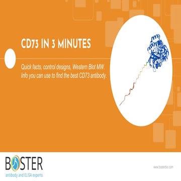 Learn CD73/NT5E in 3 minutes | 5′-NT, Ecto-5'-nucleotidase | PPT