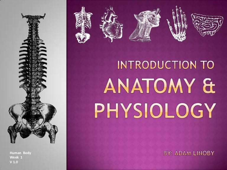 Introduction to Human Anatomy