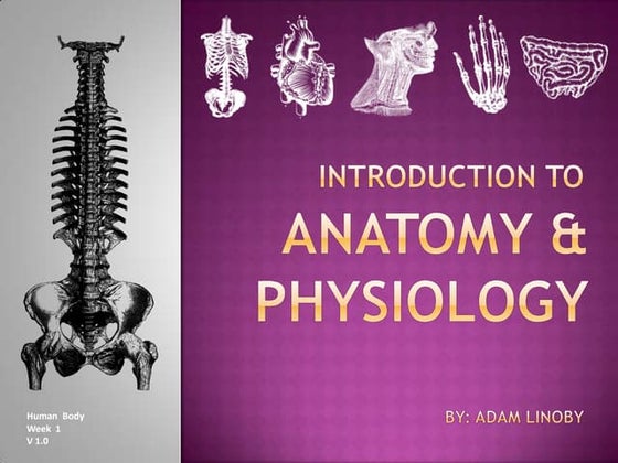 Introduction to HUMAN ANATOMY AND PHYSIOLOGY | PPTX