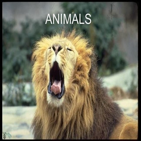 Animals third grade | PPTX