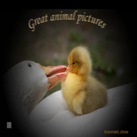 Great animal photos | PPT