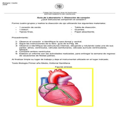 Disección de un corazón. guía | PDF