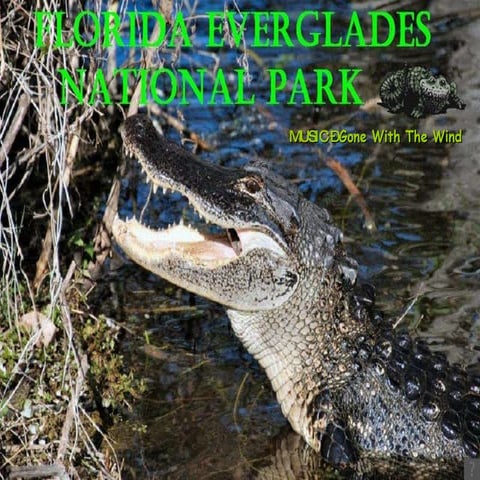 Florida Everglades National Park | PPS