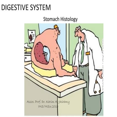 C:\Documents And Settings\User\Desktop\Stomach Histology | PDF