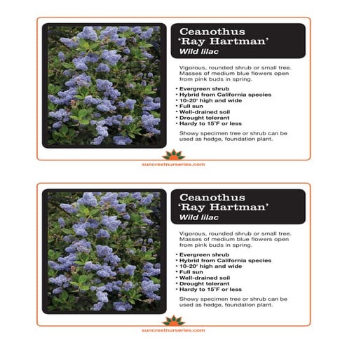 Ceanothus ray hartman label | PDF