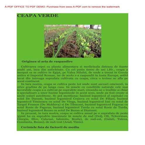 Ceapa verde | PDF