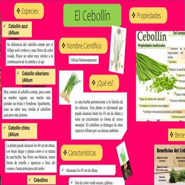 cebollin trabajo de información ventana .pptx