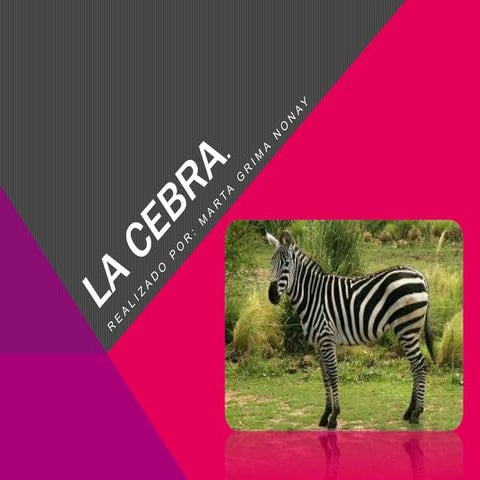 LA CEBRA | PPTX