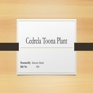 Cedrela Toona Plant it is helpful for education purpose | PPTX