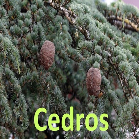 Cedros | PPS