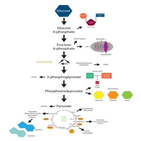 Glycolytic_pathway | PDF