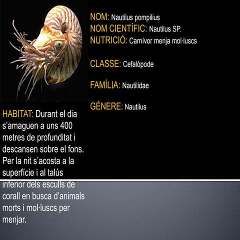 Cefalòpode nautilus pompilius | PPTX
