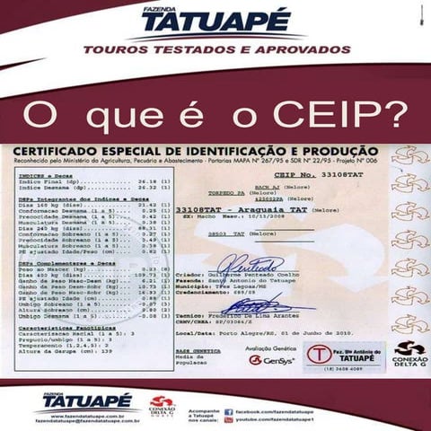 O que é o CEIP? | PPTX