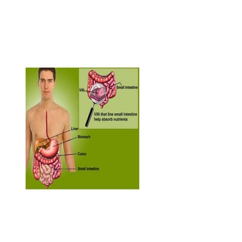 Celiac body | PPTX